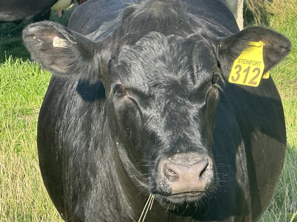 Combo 30 Enduro NLIS Cattle Tag - Enduro Tags