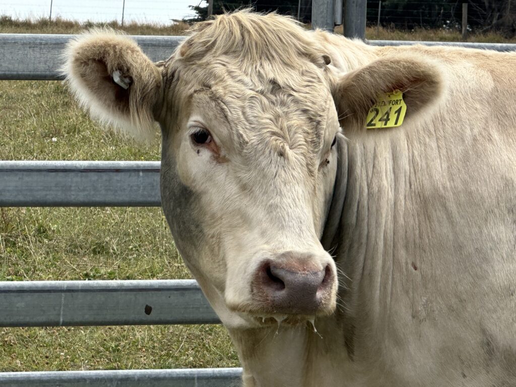 Understanding The Vital Role Of Livestock Tags - Enduro Tags